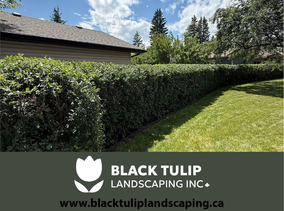 Landscaping Calgary AB, Lawn Care & Maintenance Services