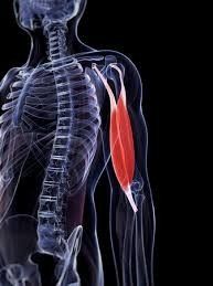 Physical Therapist's Guide to Biceps Tendon Rupture