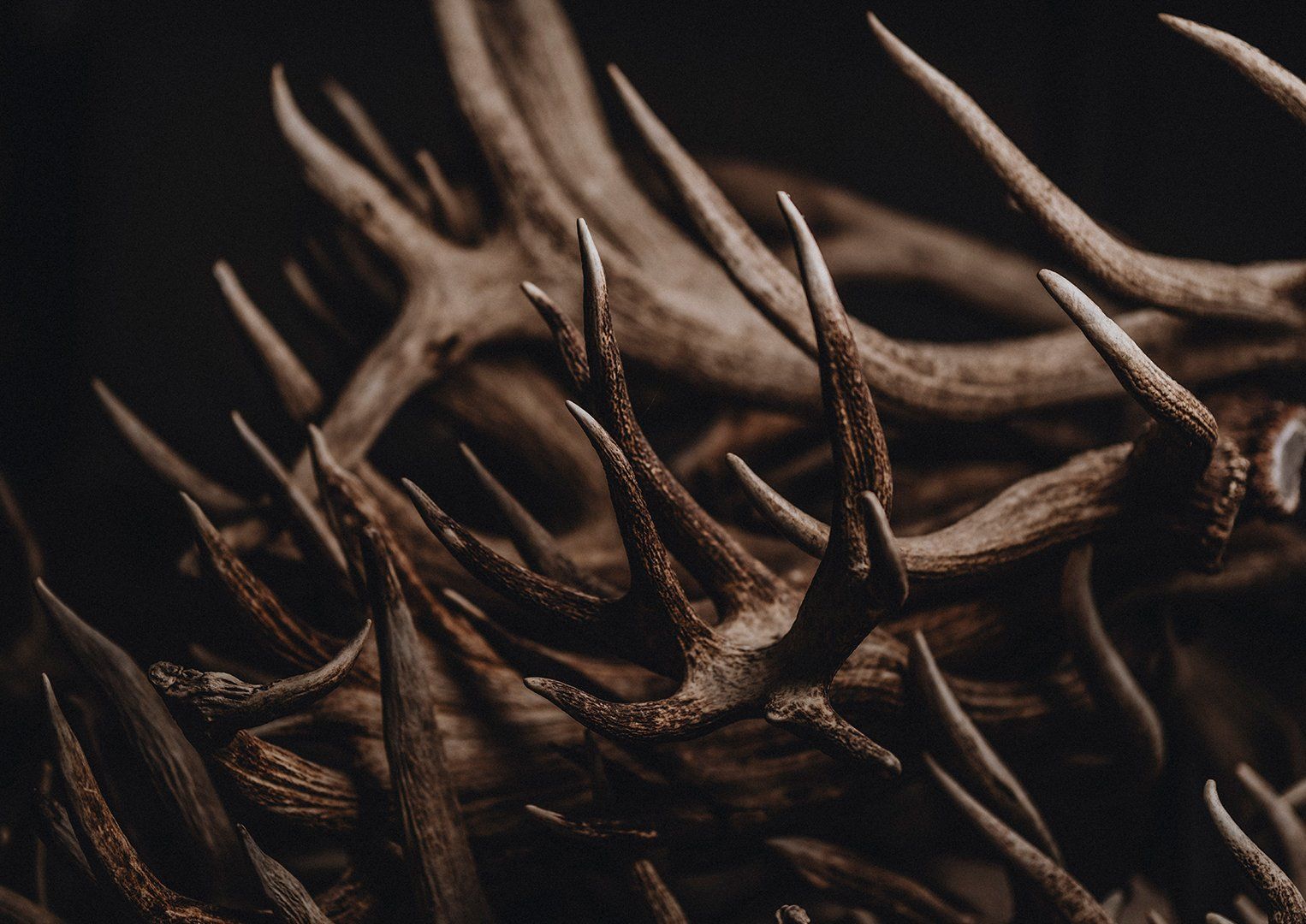 Photo Gallery | Terry Wilson Antler Designs