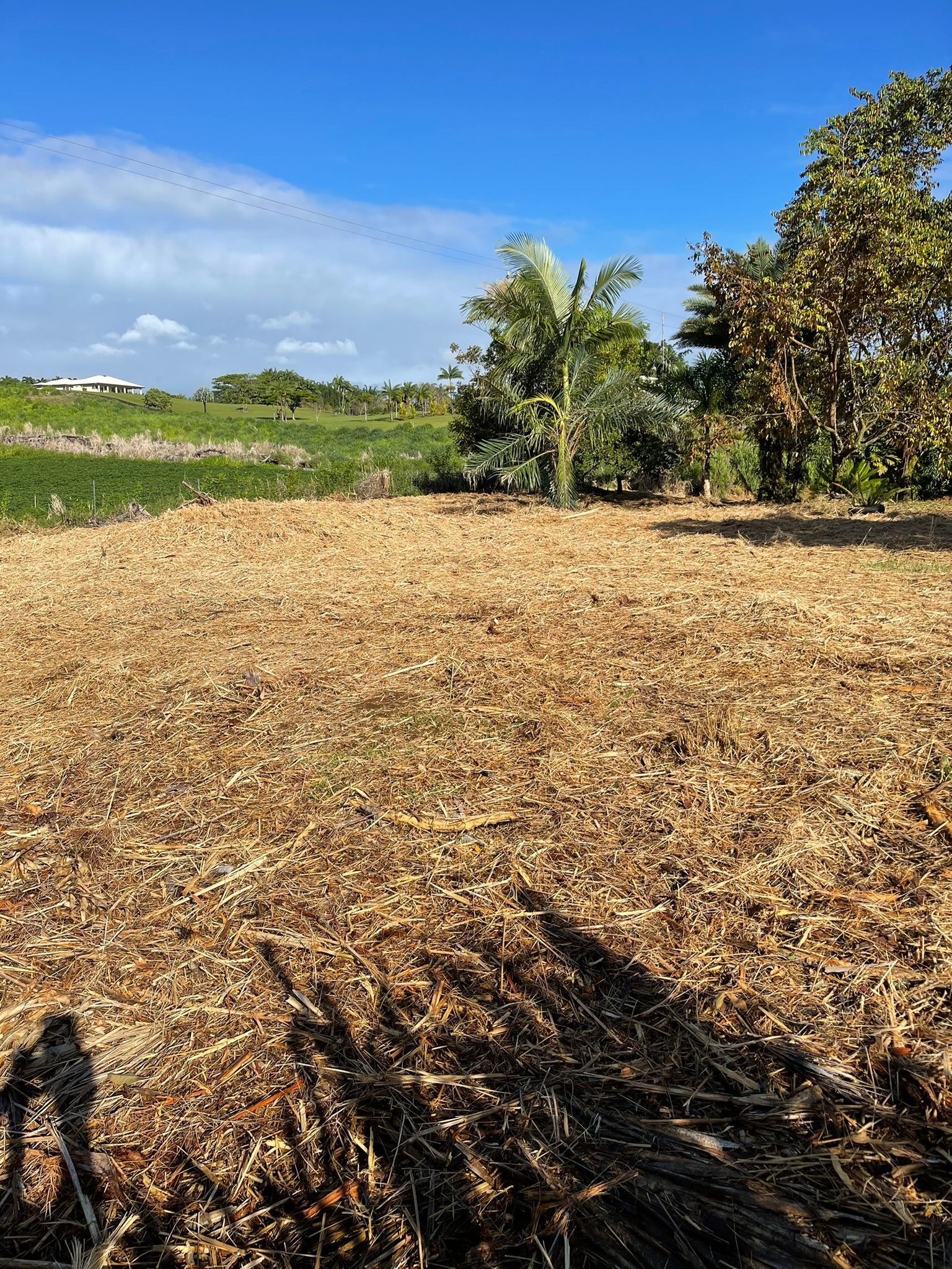 Expert Tree Services | Keaau, HI | Big Island