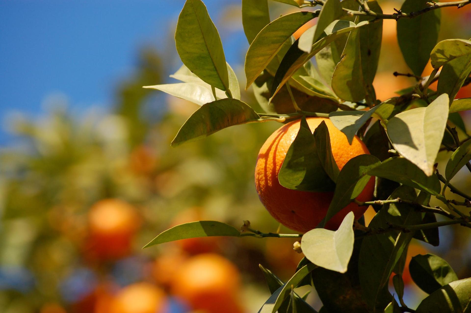 Arance Siciliane Online | Sicilia | La Bottega di Valle Dei Margi