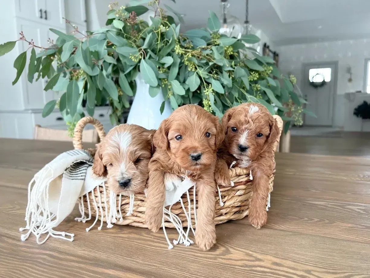F1b Cavapoo, Cavapoo, Cavapoochon : What's the difference?