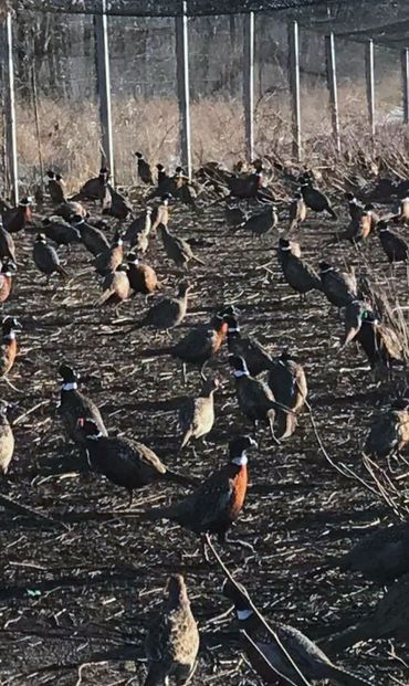 Pheasants for Sale, Wisconsin, Pheasant Farm Wi, Upland Birds Sale ...