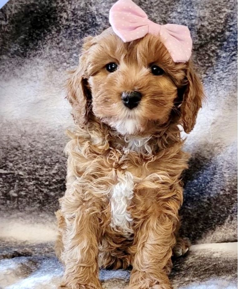 Cavapoos, Goldendoodles, Bernedoodles, Purebred Pups | New England