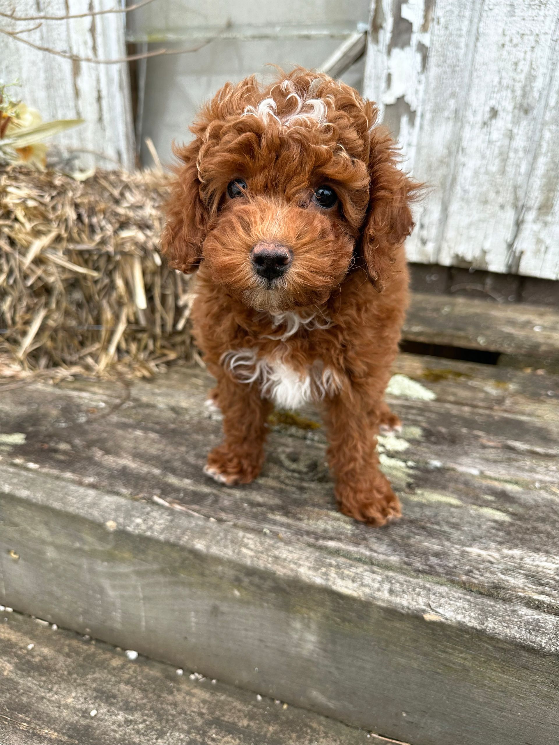 Available Cockapoo Puppies