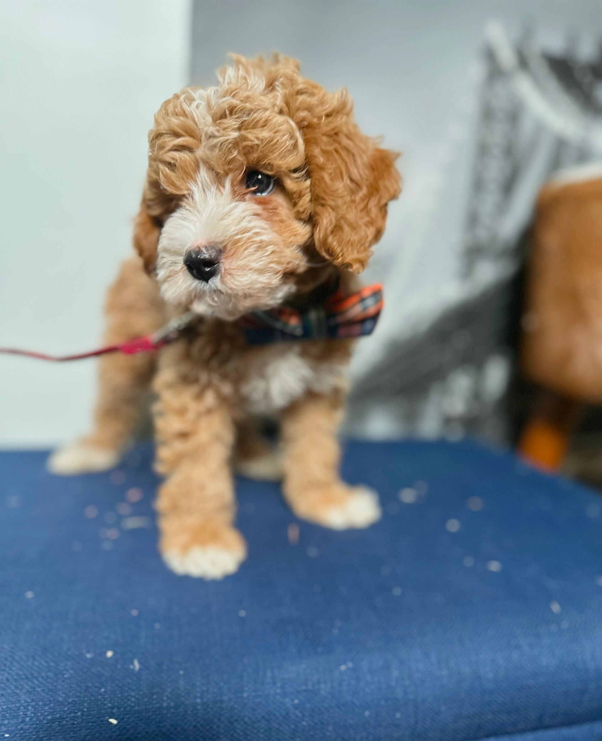 Available Cavapoo Puppies