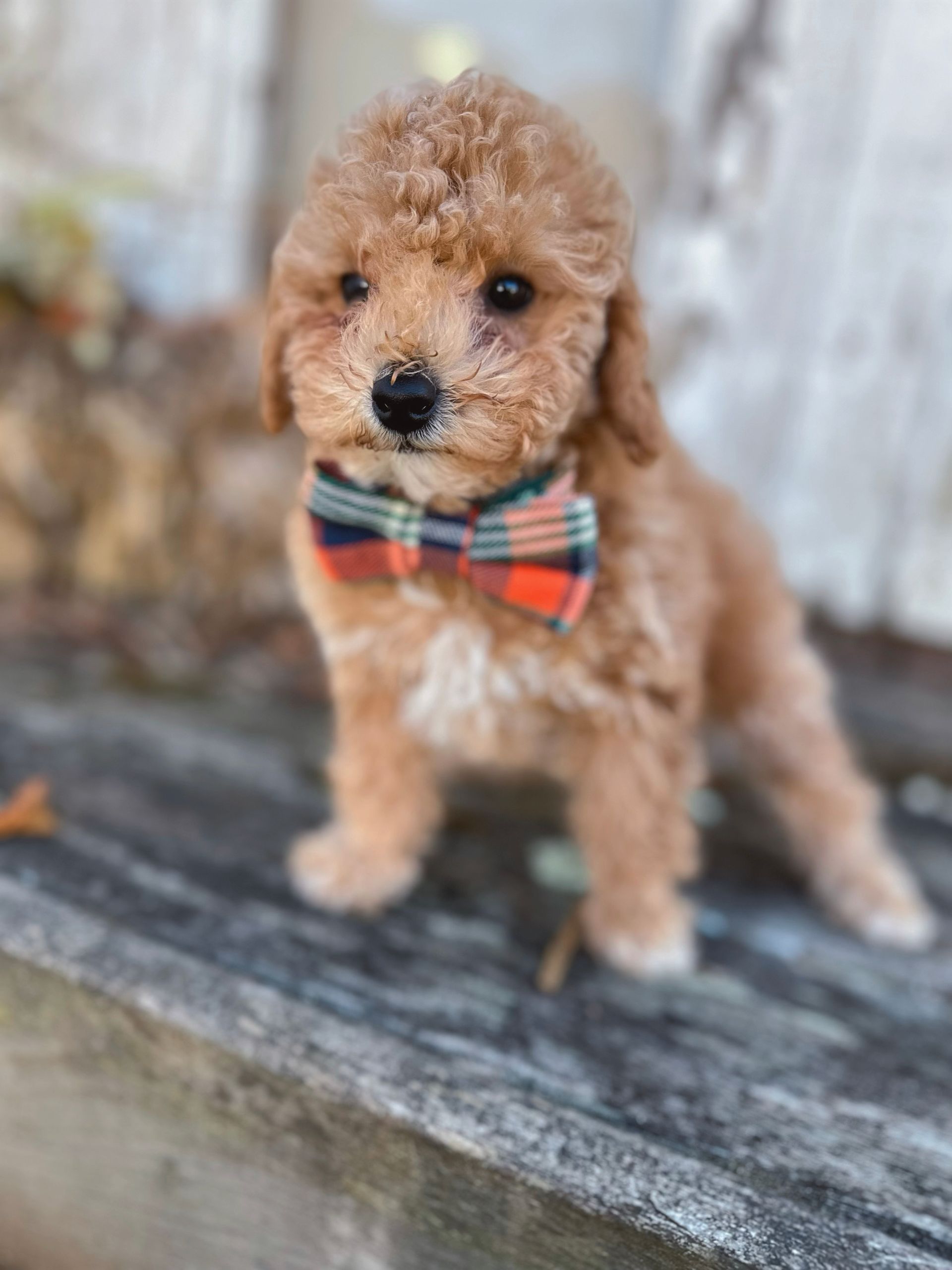 Available Mini Poodle Puppies