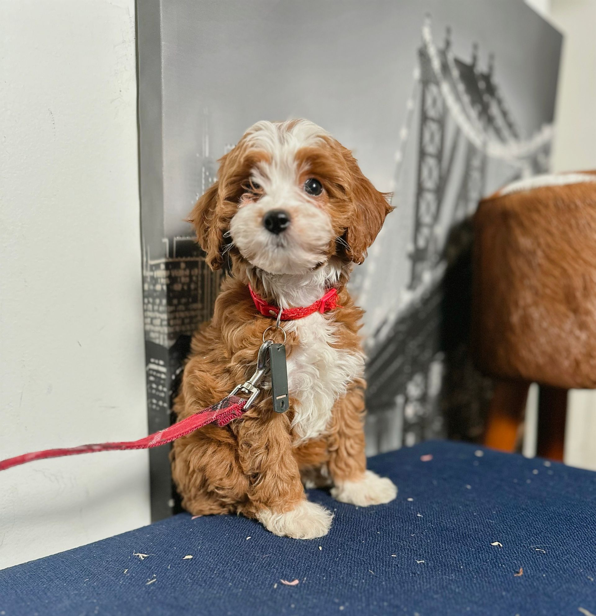 Available Cavapoo Puppies