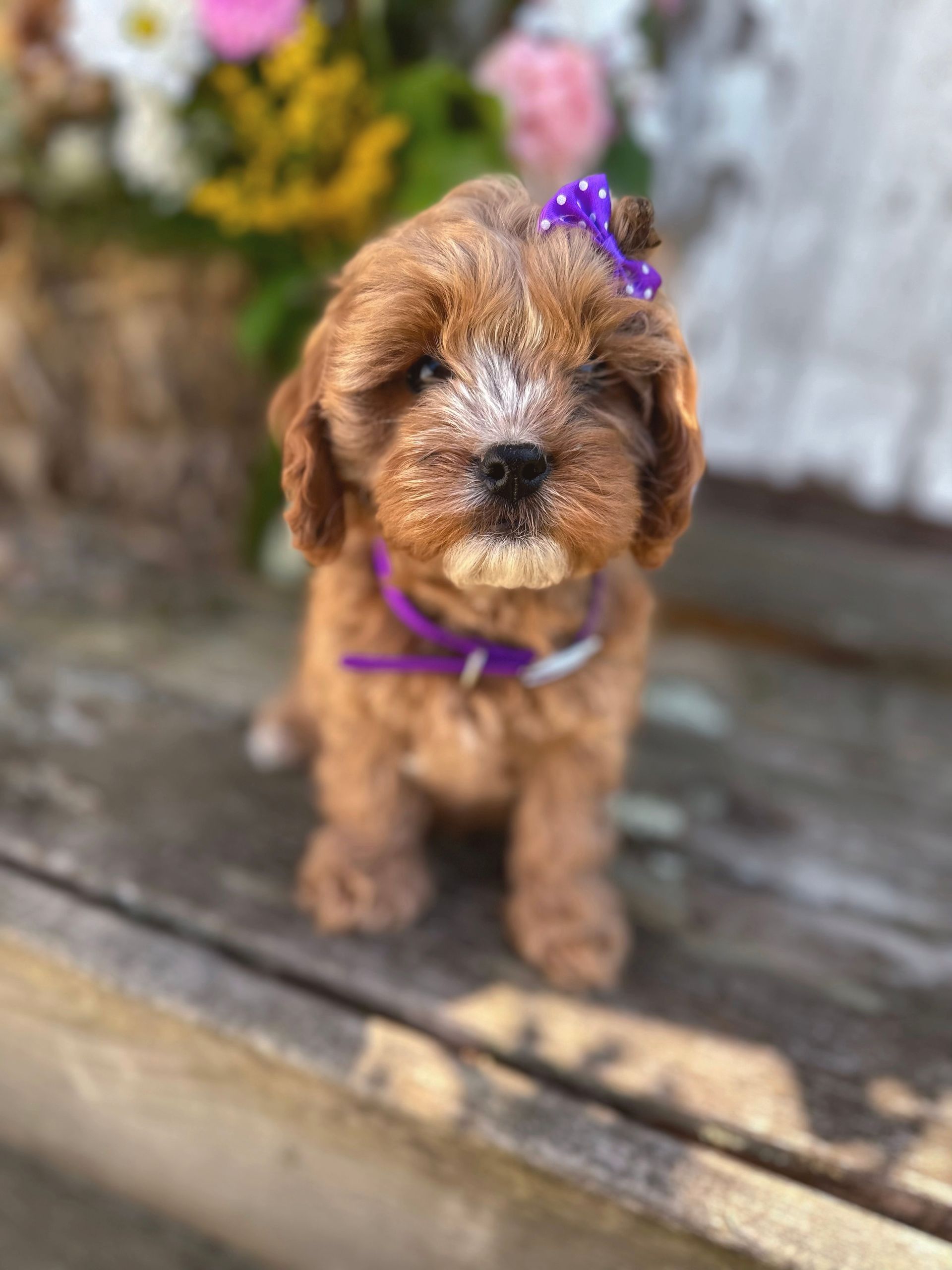 Available Cavapoo Puppies