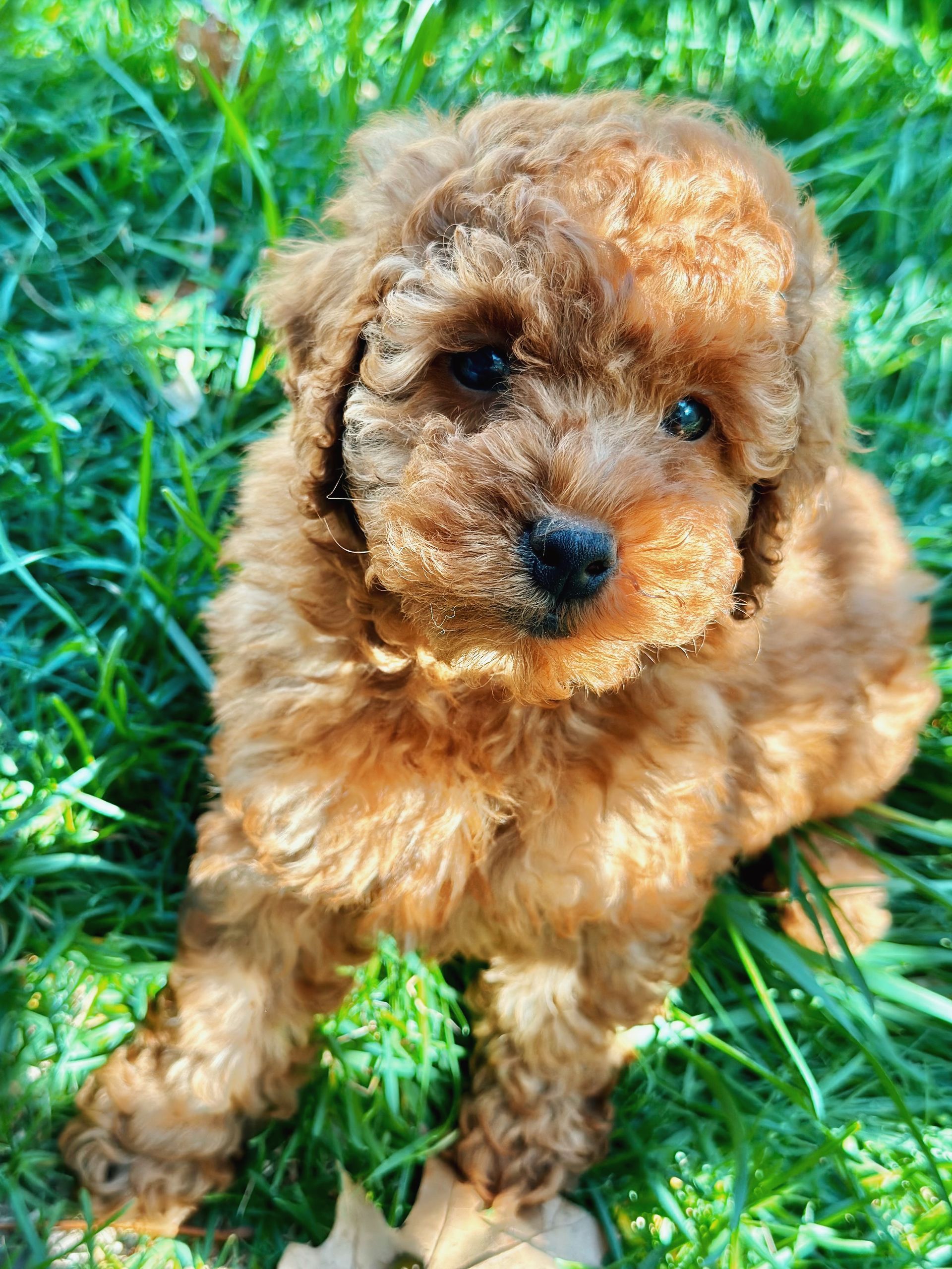 Available Mini Poodle Puppies