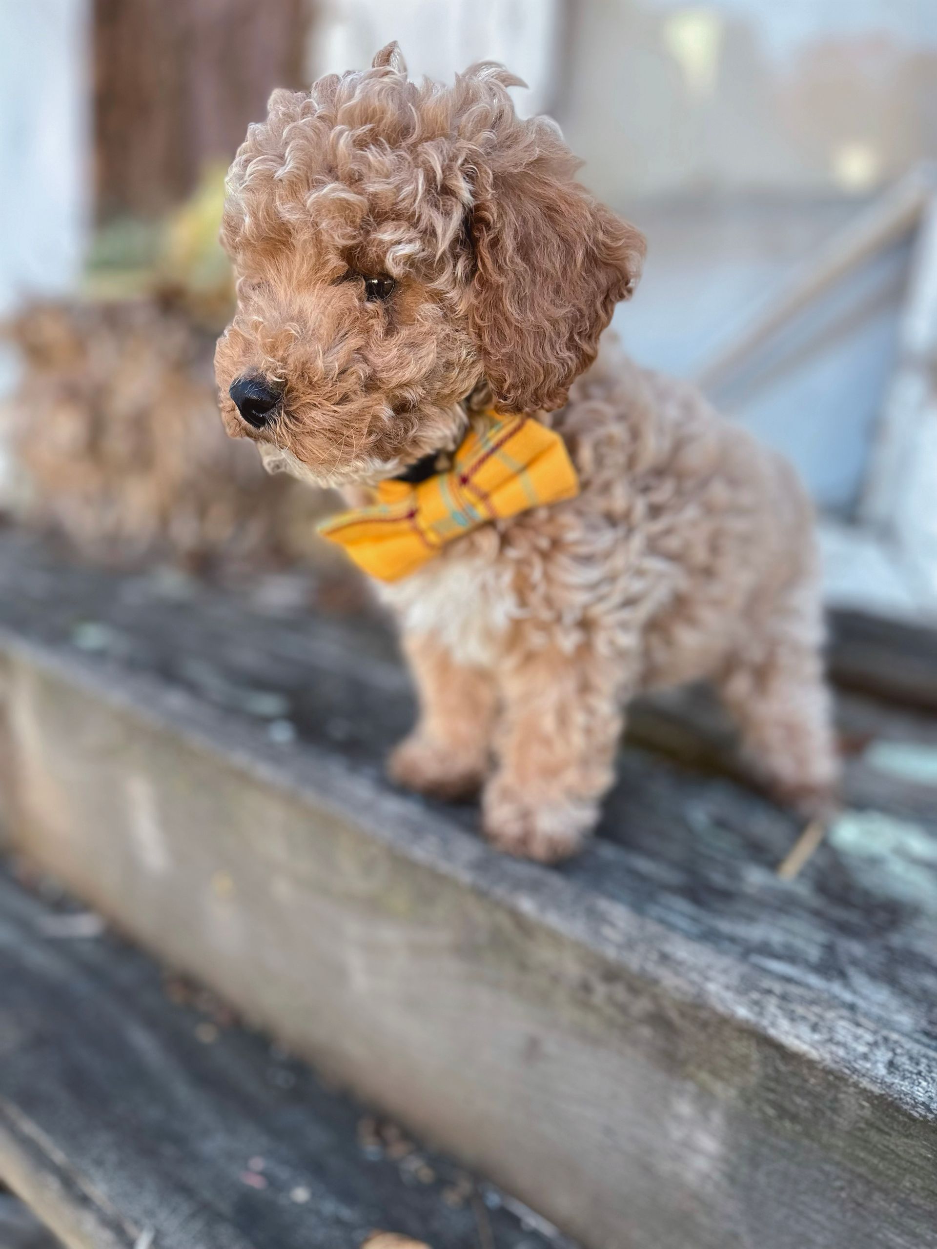 Available Mini Poodle Puppies