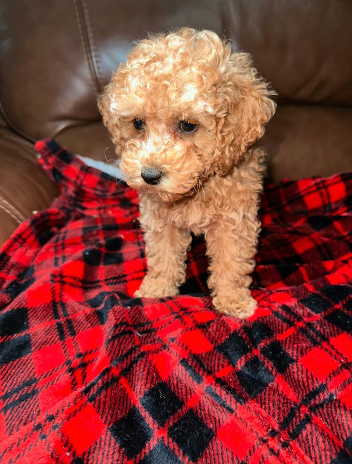 Available Mini Poodle Puppies