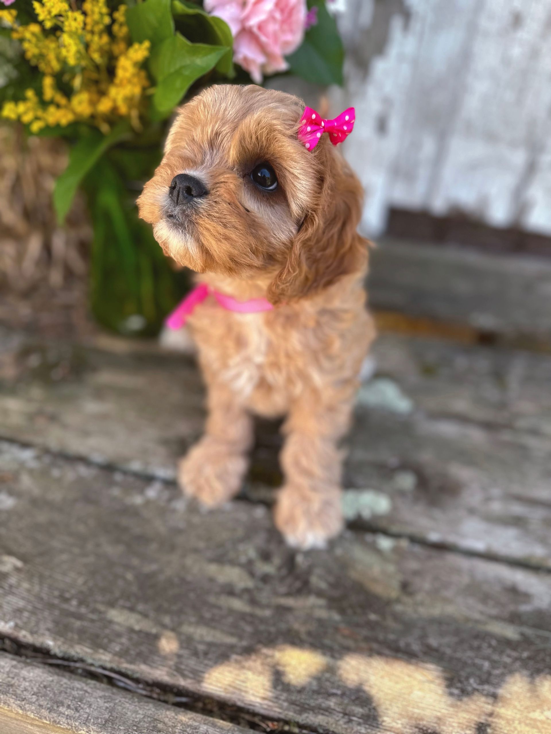 Available Cavapoo Puppies