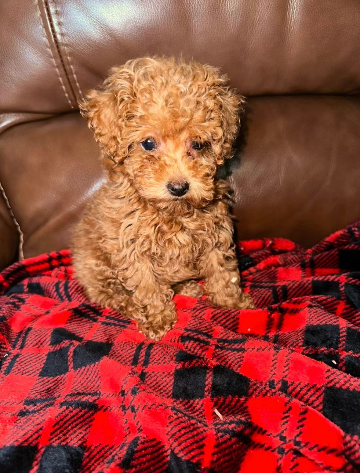 Available Mini Poodle Puppies