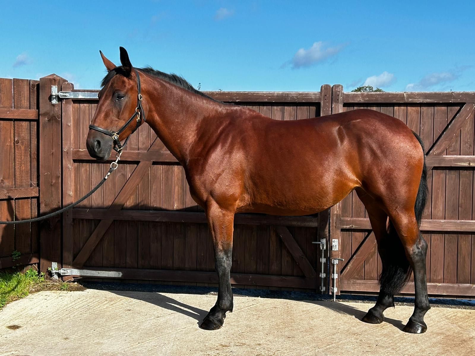 The Cleveland Bay Horse Society