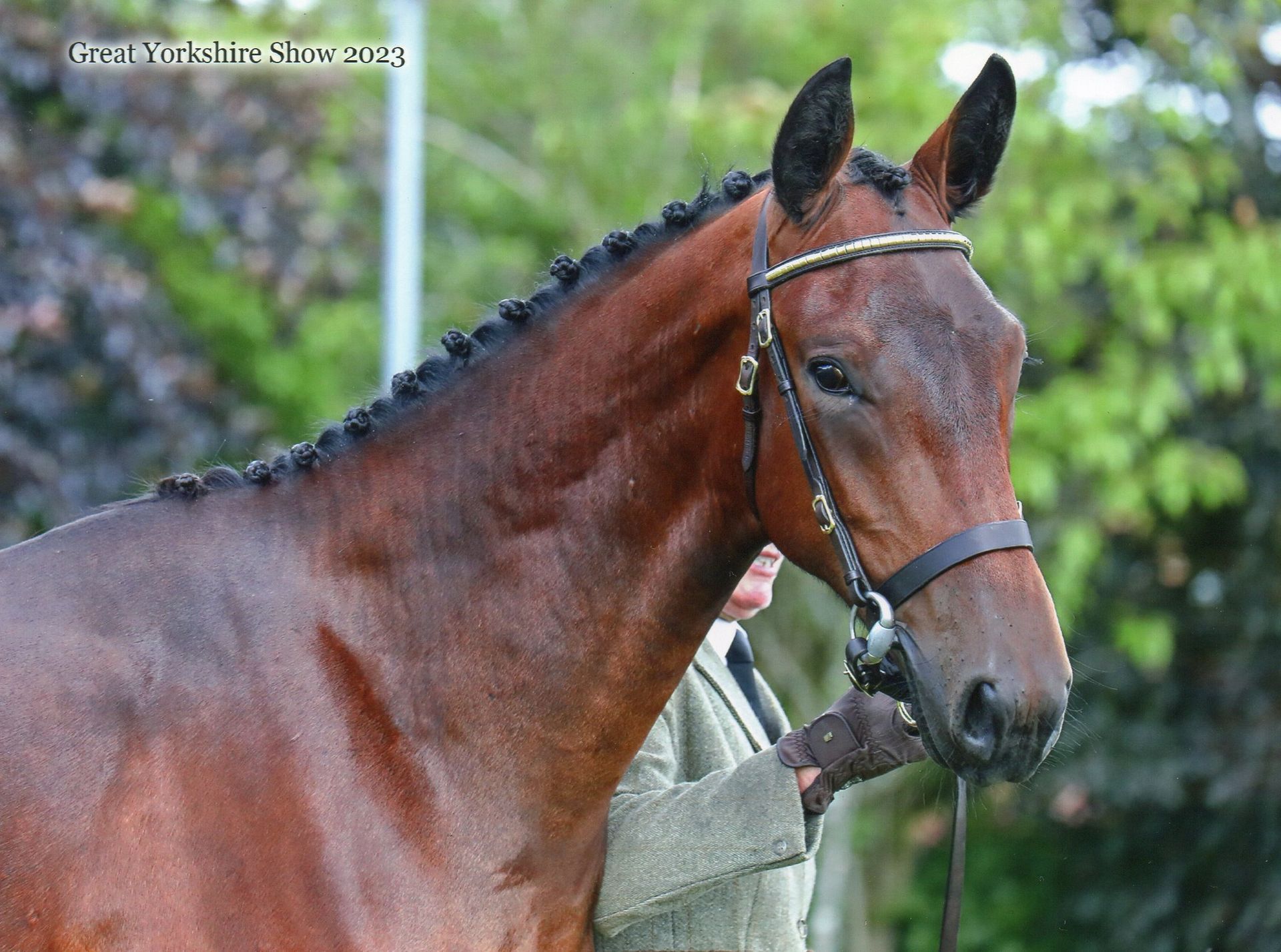 The Cleveland Bay Horse Society