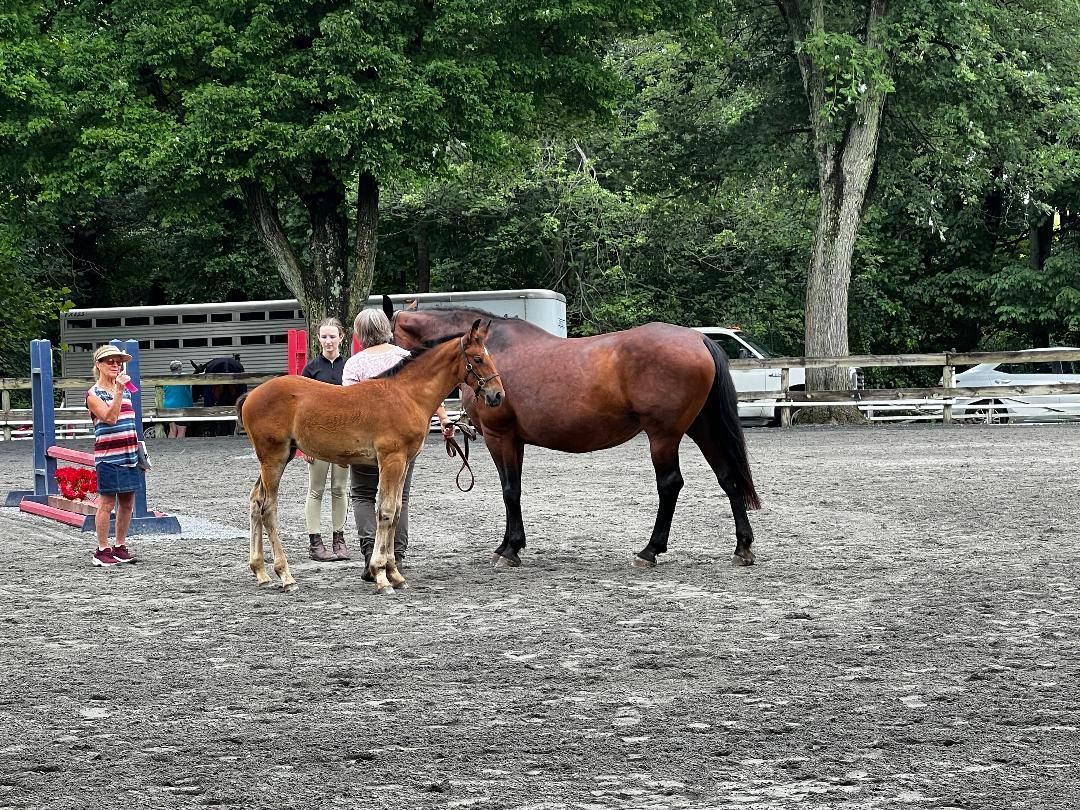 The Cleveland Bay Horse Society