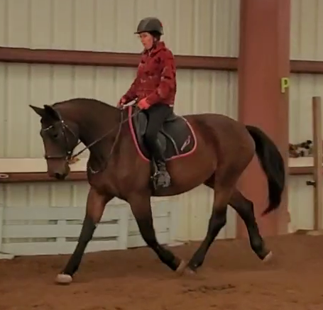The Cleveland Bay Horse Society