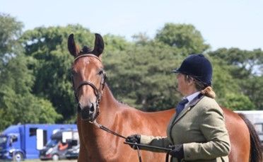 The Cleveland Bay Horse Society