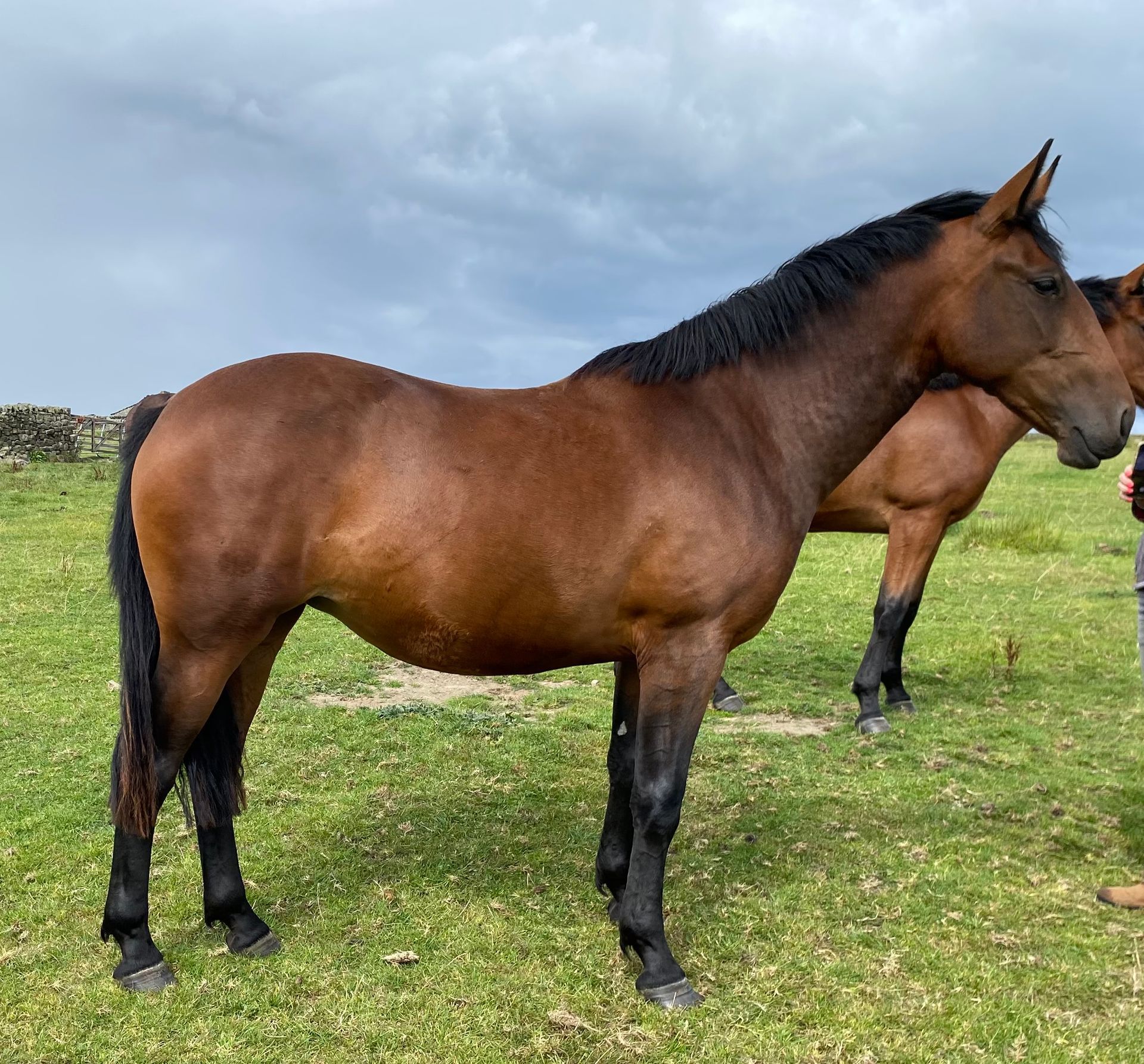 The Cleveland Bay Horse Society
