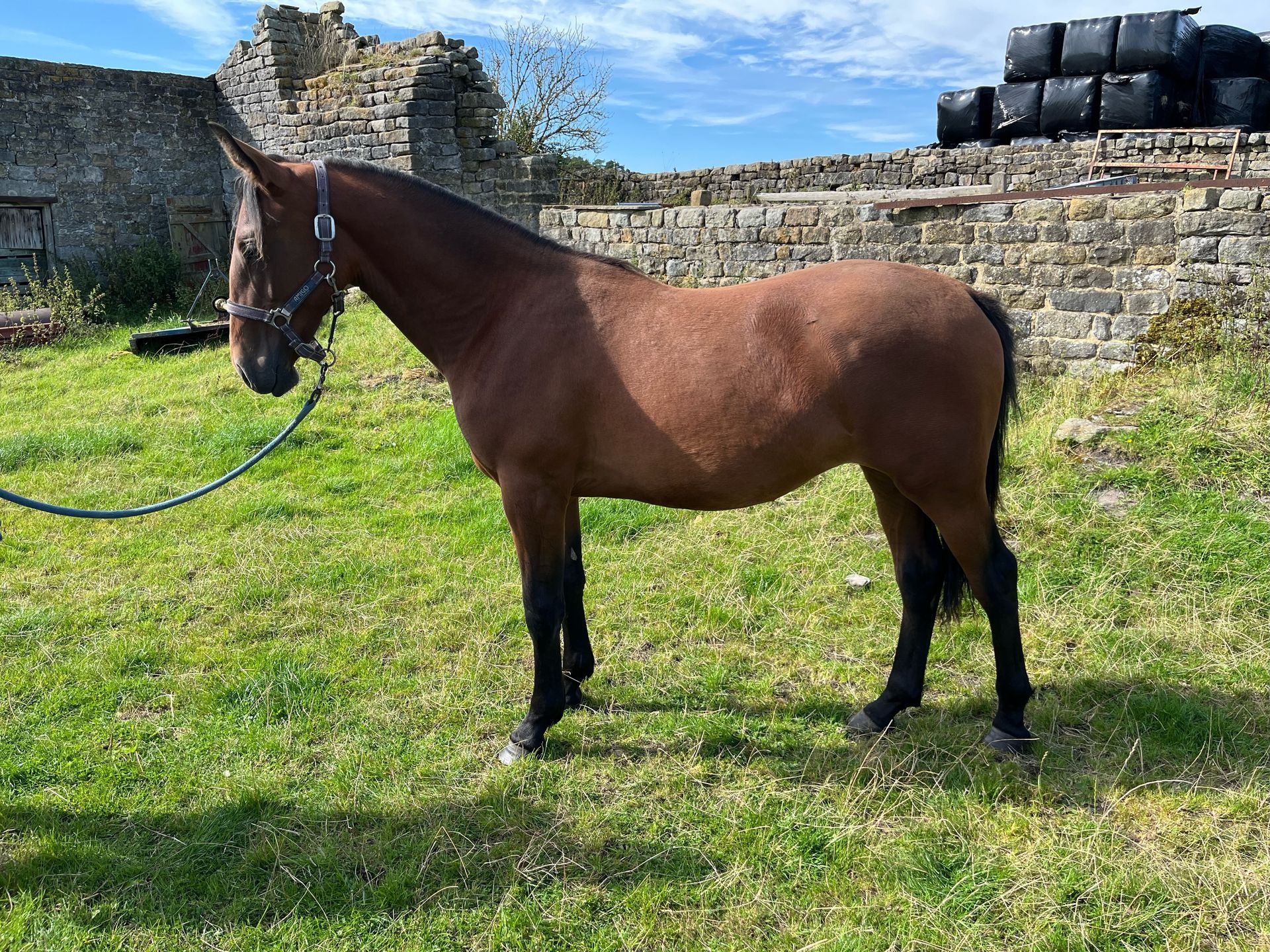 The Cleveland Bay Horse Society