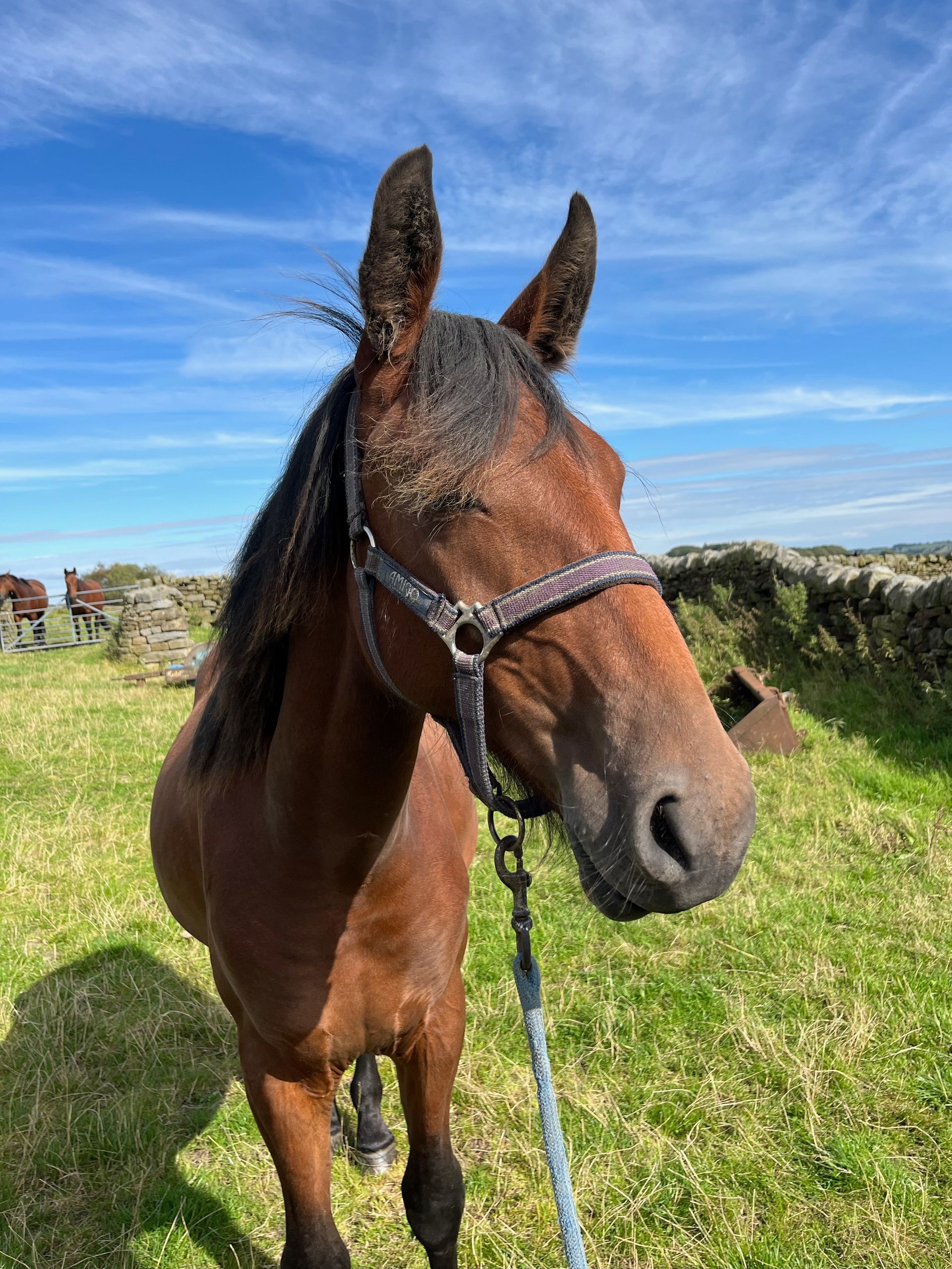 The Cleveland Bay Horse Society