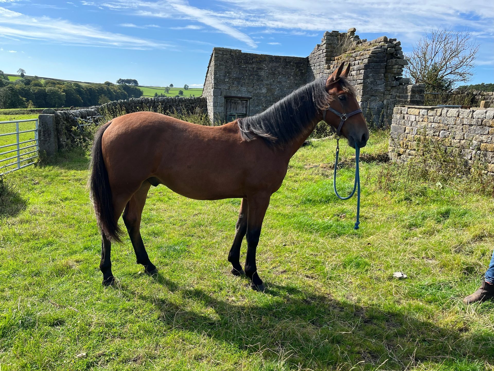 The Cleveland Bay Horse Society