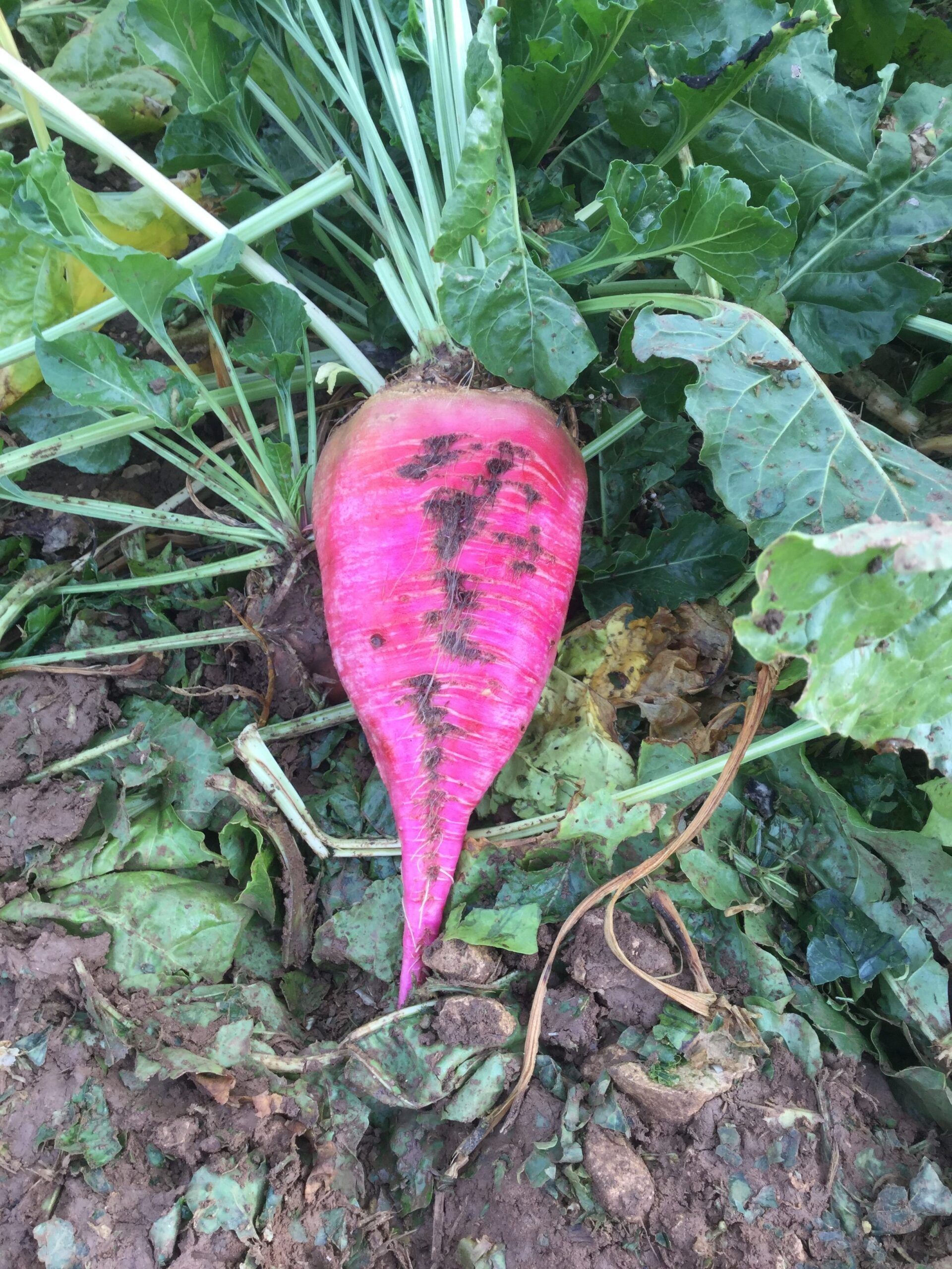 FODDER BEET