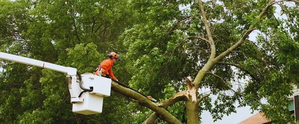 Harmful Habits: Common Tree Care Errors Damaging Your El Monte Yard