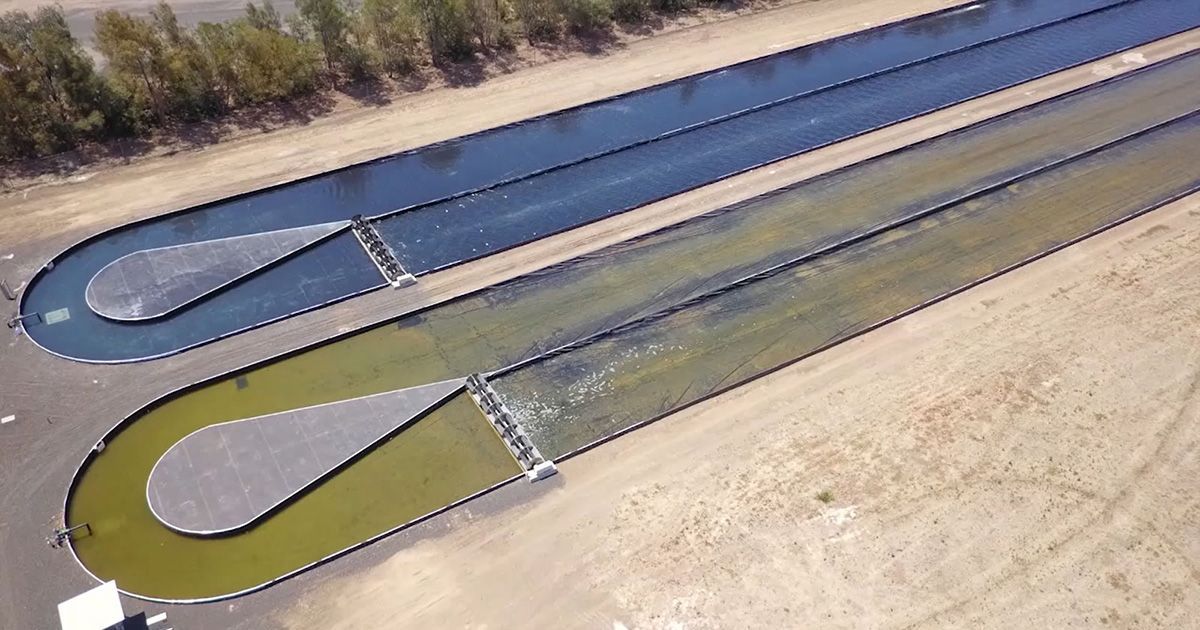 Algae Pharm produce microalgae from their farm in Queensland Australia.