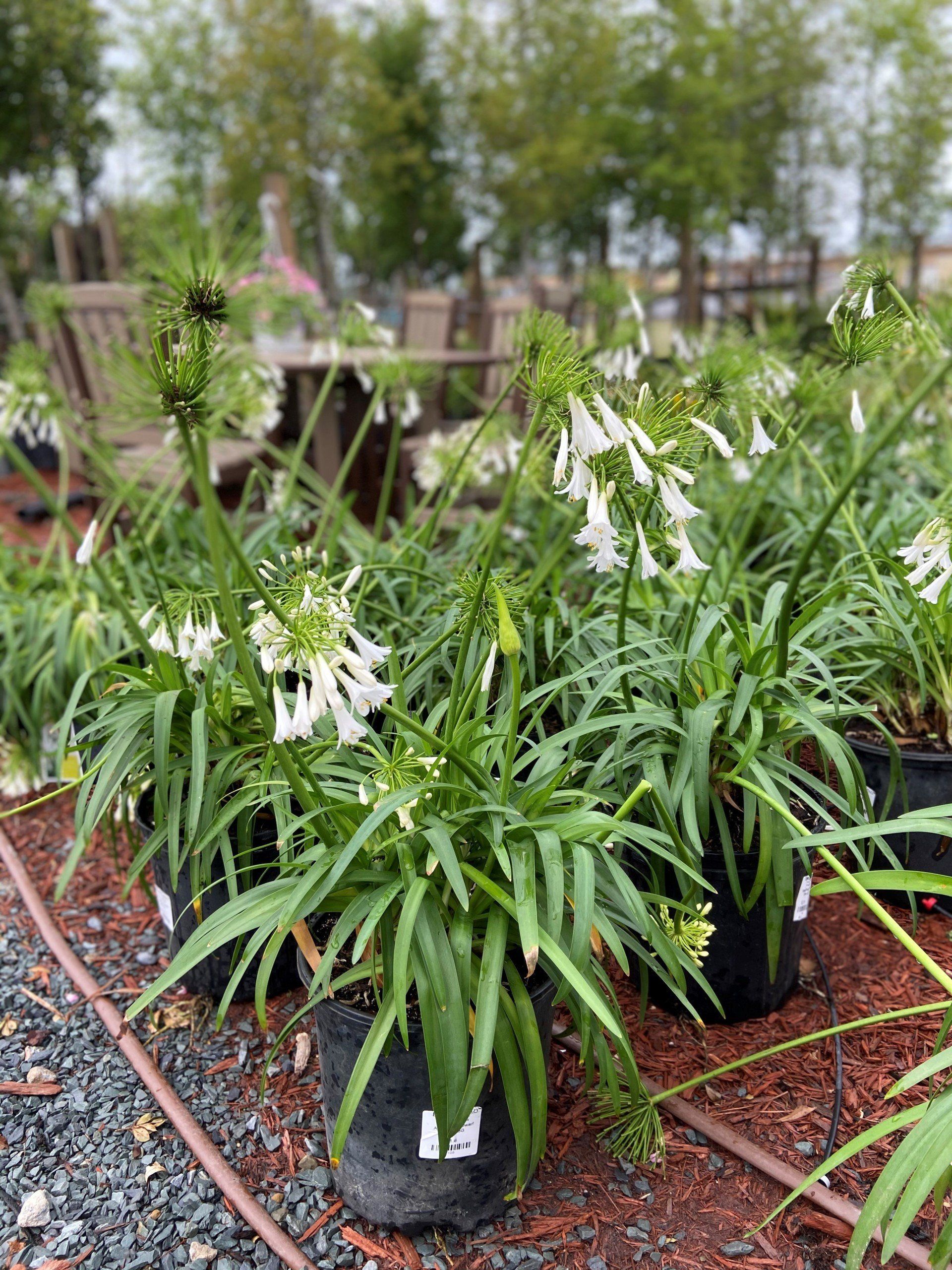 Landscaping/Plant Nursery Company | Wilmington and Leland, NC | Bloomin ...