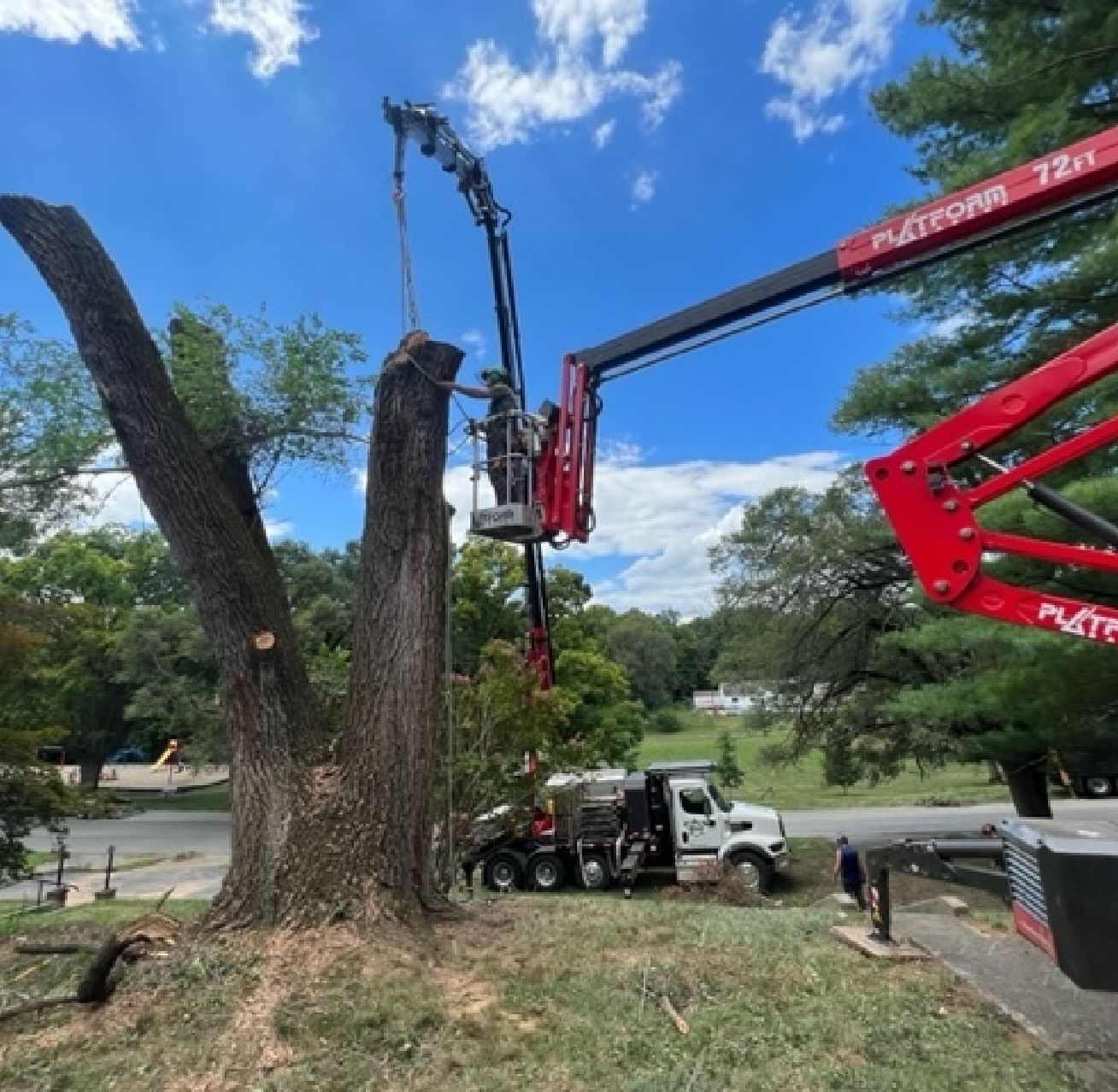 Tree Removal | Viking Tree Service LLC | Shepherdstown, WV