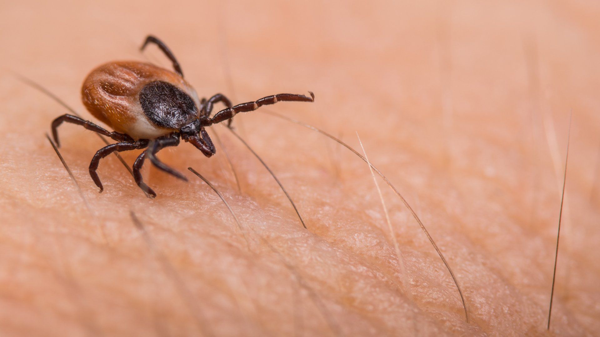 Tick Control In Reno: Everything You Need To Do