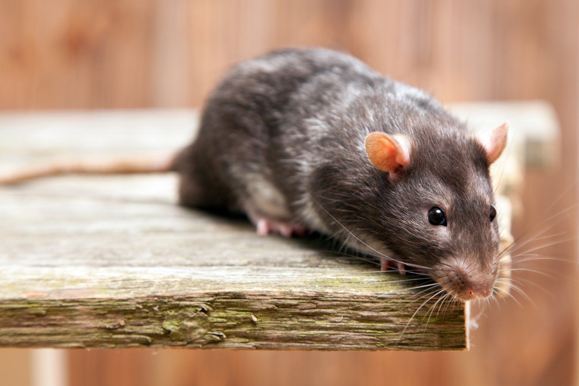 Everything You Need To Know About Rat Control In Reno