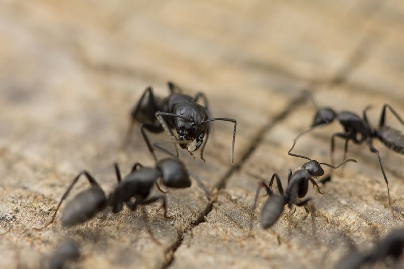 Preventing Ant Infestations with Professional Pest Control