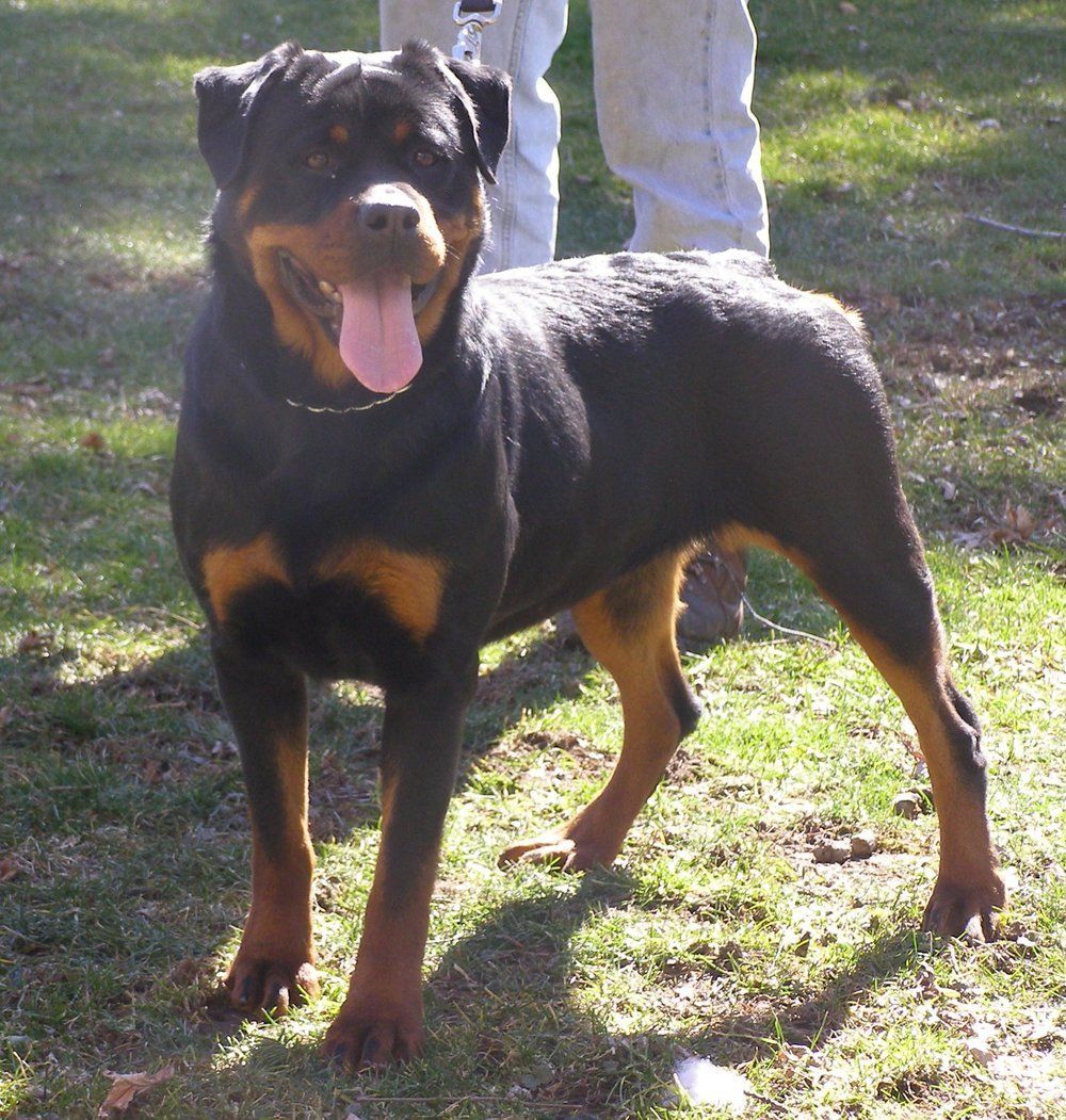 Rottweiler and Belgian Malinois Breeding | Kailua, HI | Von Lotus Haus Dogs