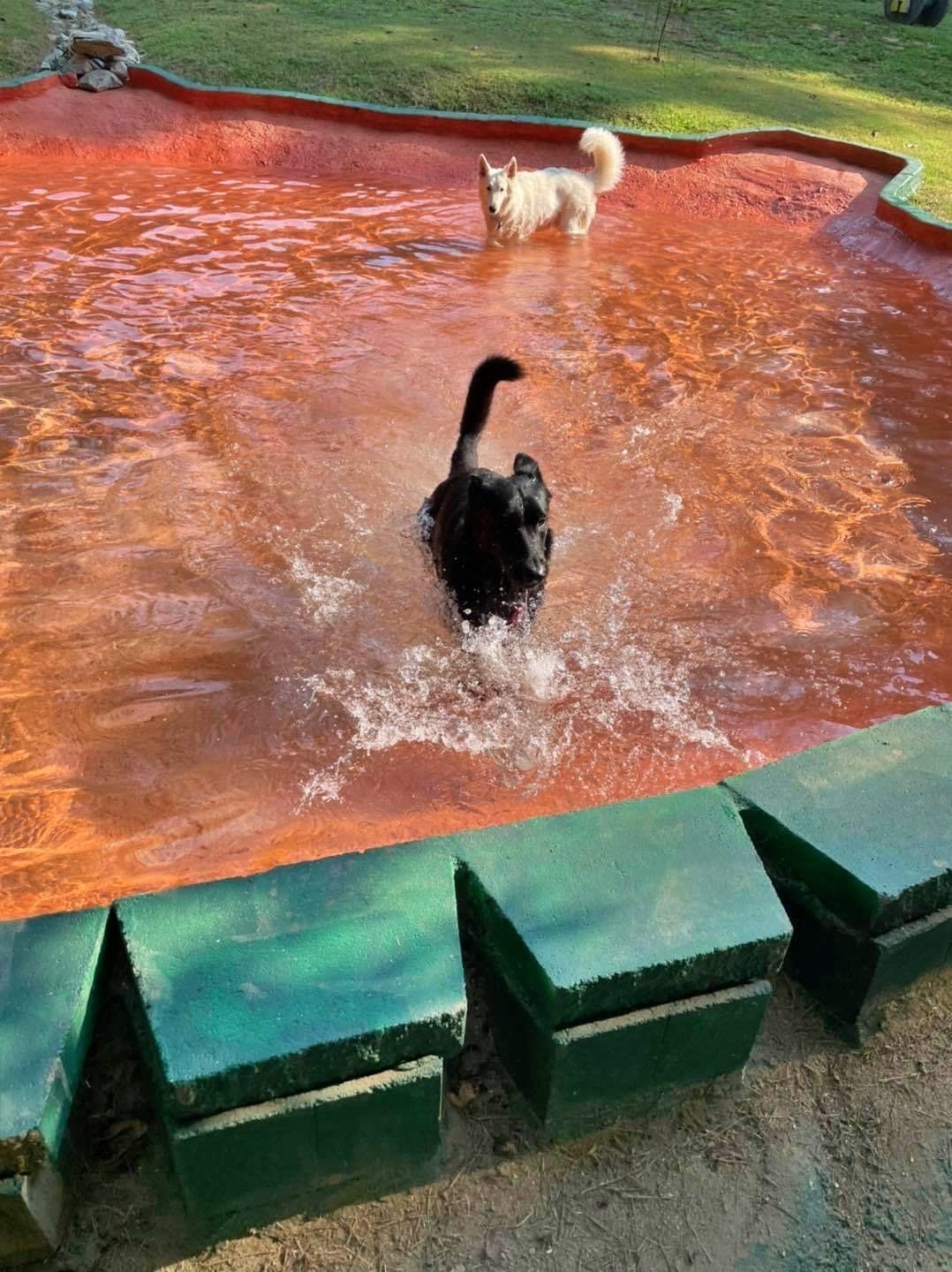 DAK's Dog Ranch: East German Shepherd Kennel Vom Laudenbach