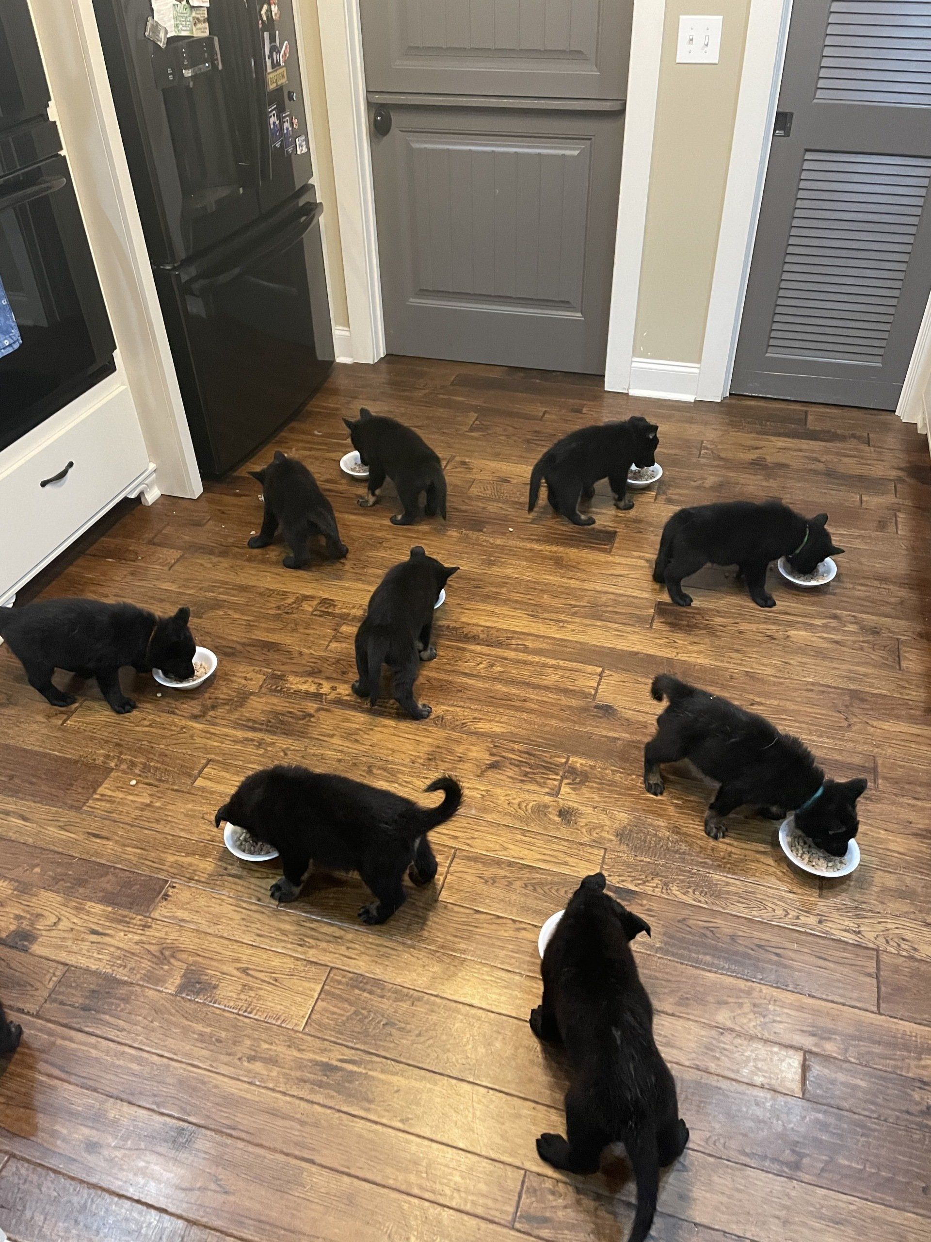 DAK's Dog Ranch: East German Shepherd Kennel Vom Laudenbach