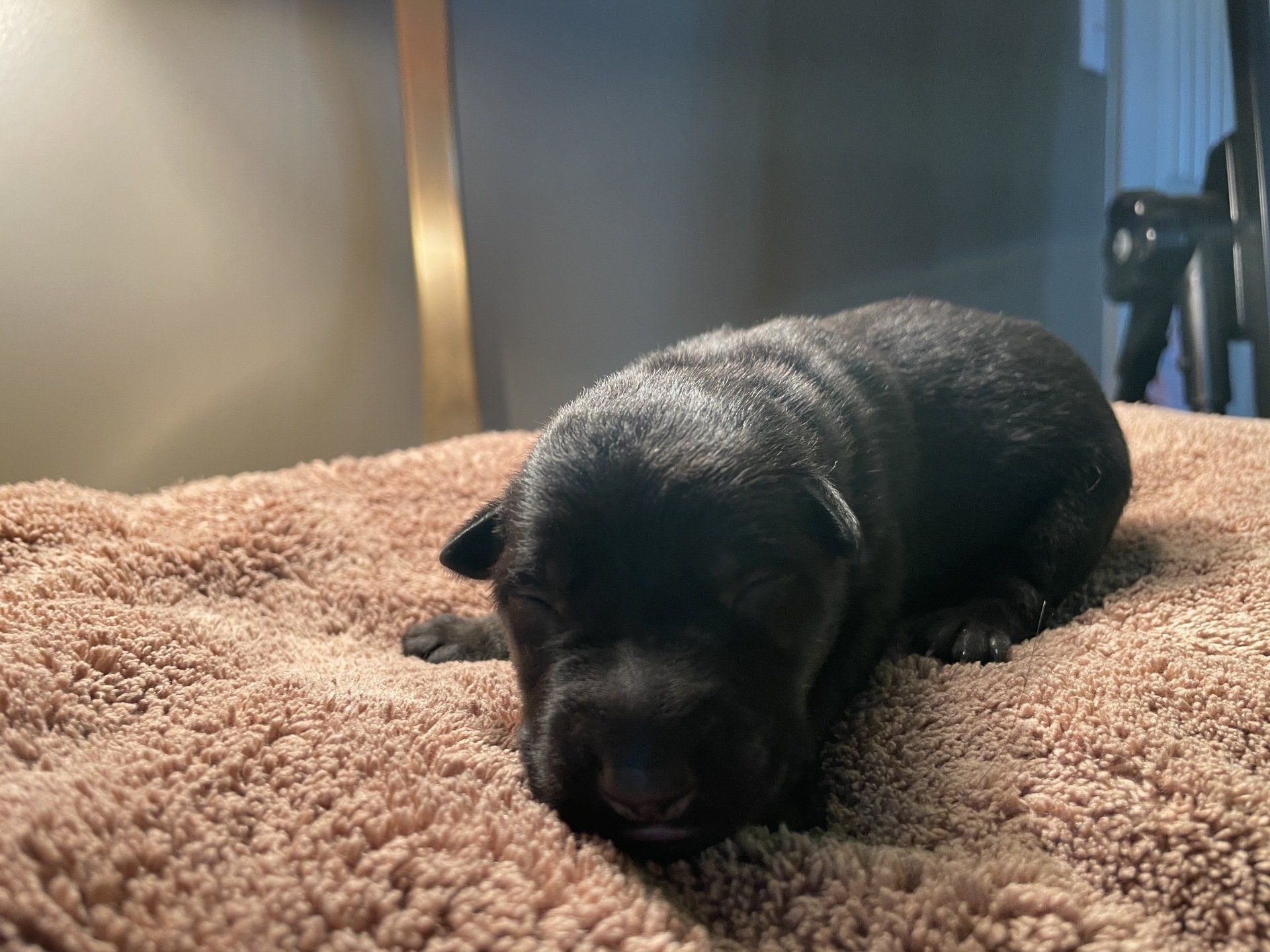 DAK's Dog Ranch: East German Shepherd Kennel Vom Laudenbach