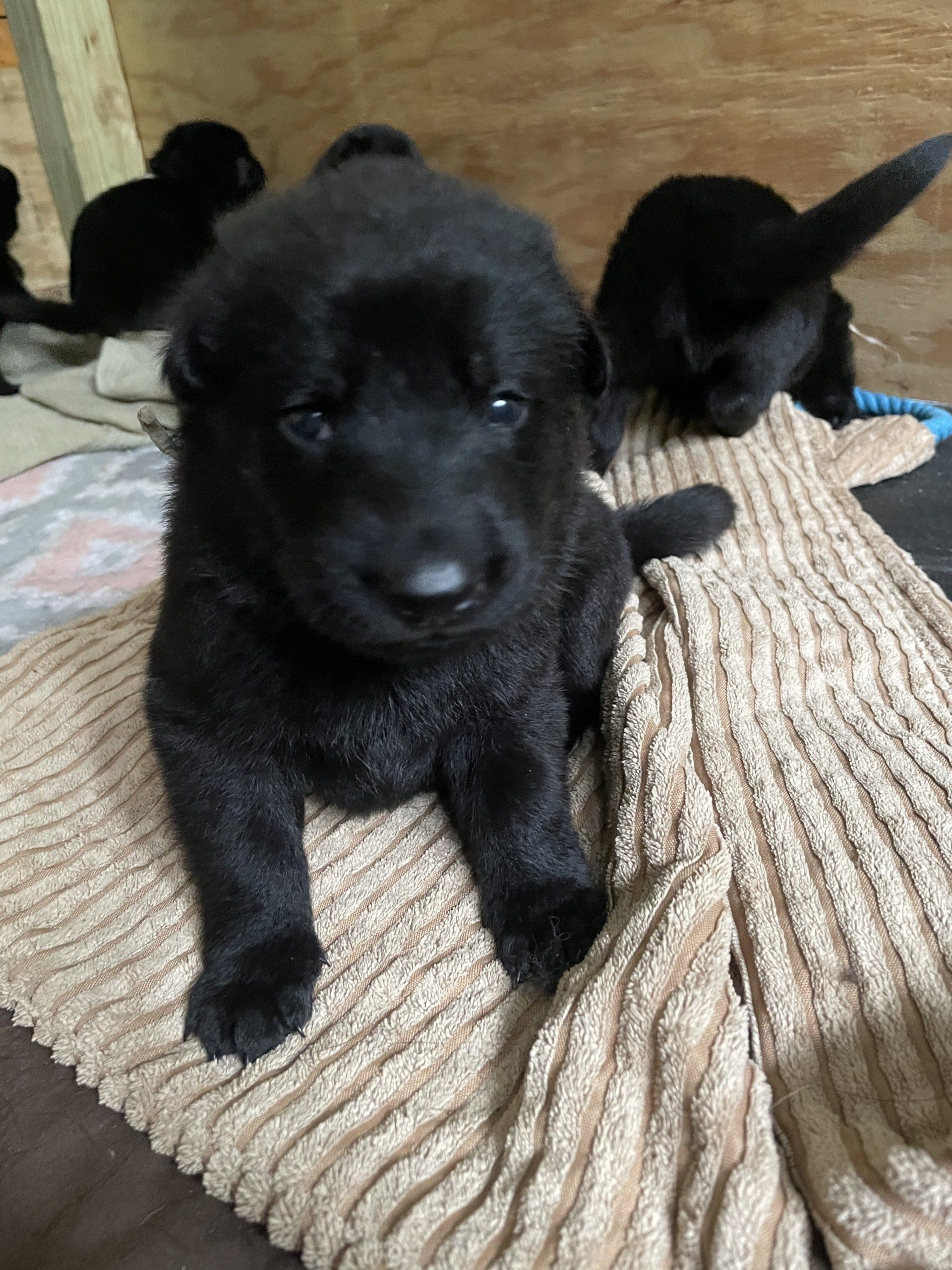 DAK's Dog Ranch: East German Shepherd Kennel Vom Laudenbach