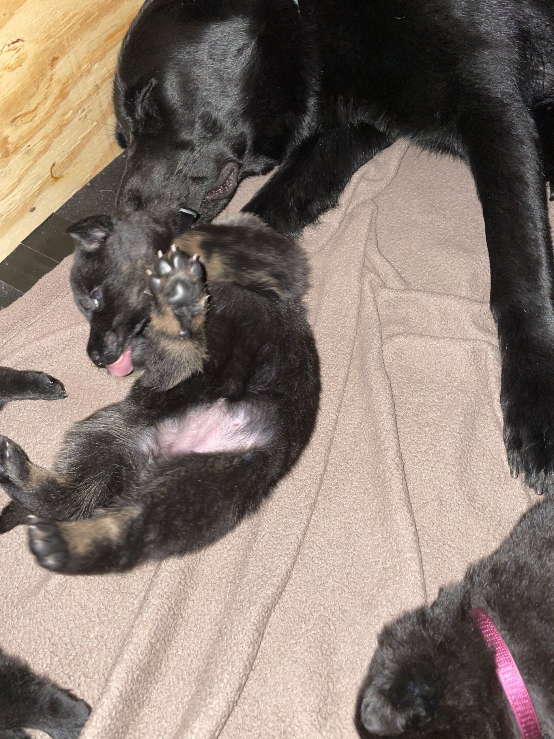 DAK's Dog Ranch: East German Shepherd Kennel Vom Laudenbach