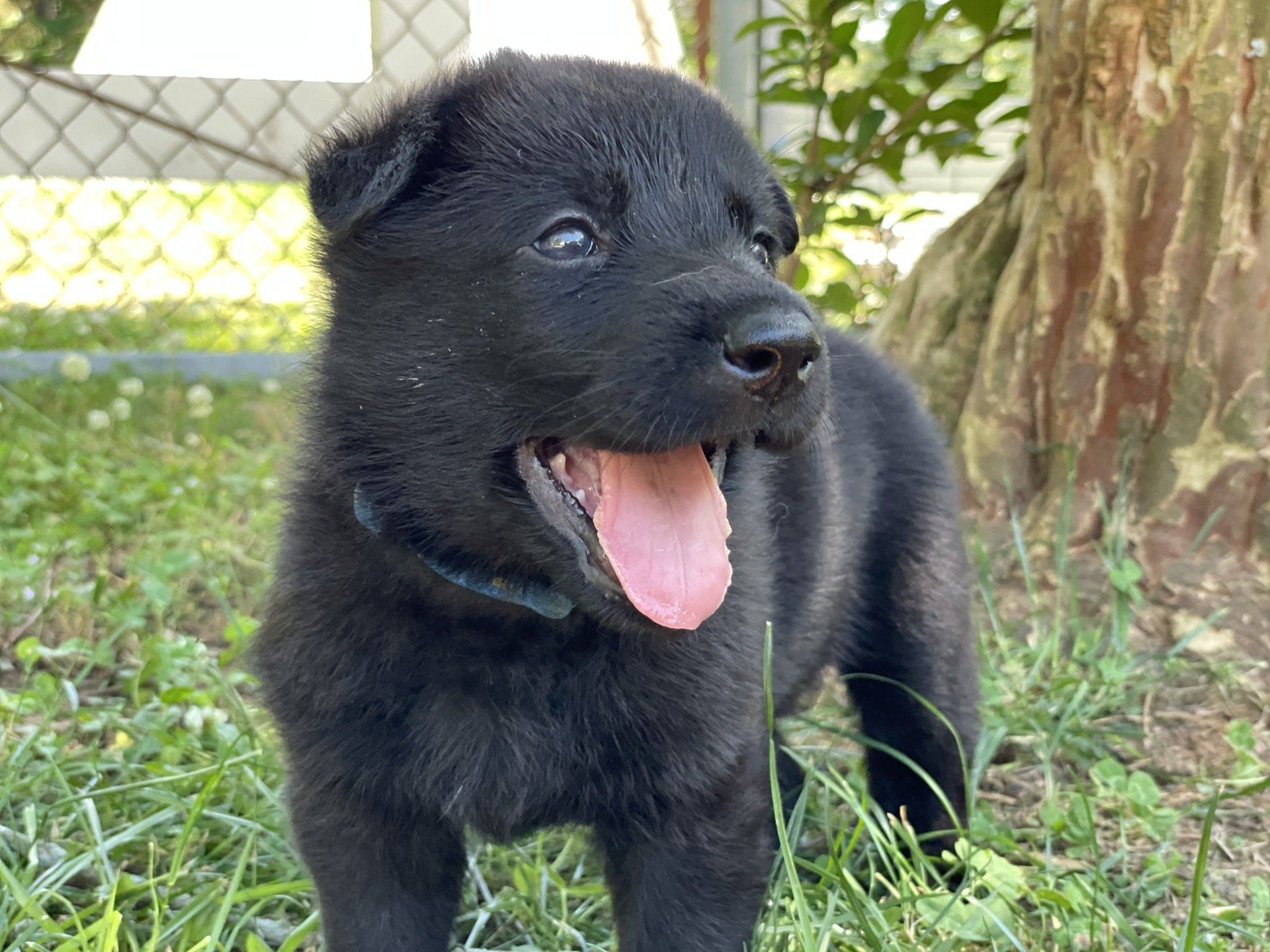 DAK's Dog Ranch: East German Shepherd Kennel Vom Laudenbach