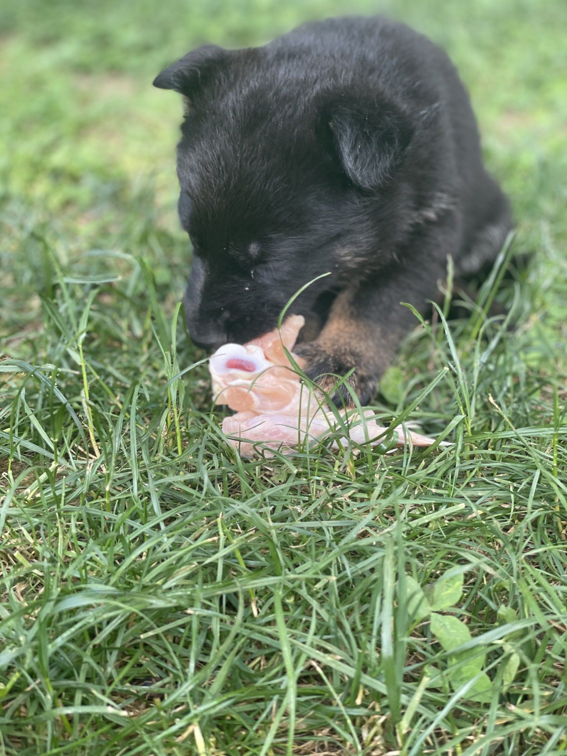 DAK's Dog Ranch: East German Shepherd Kennel Vom Laudenbach