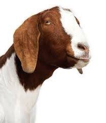 Ultimate Streaming with Goat Boxx | Goat TV, Goat Media TV & Streaming IPTV