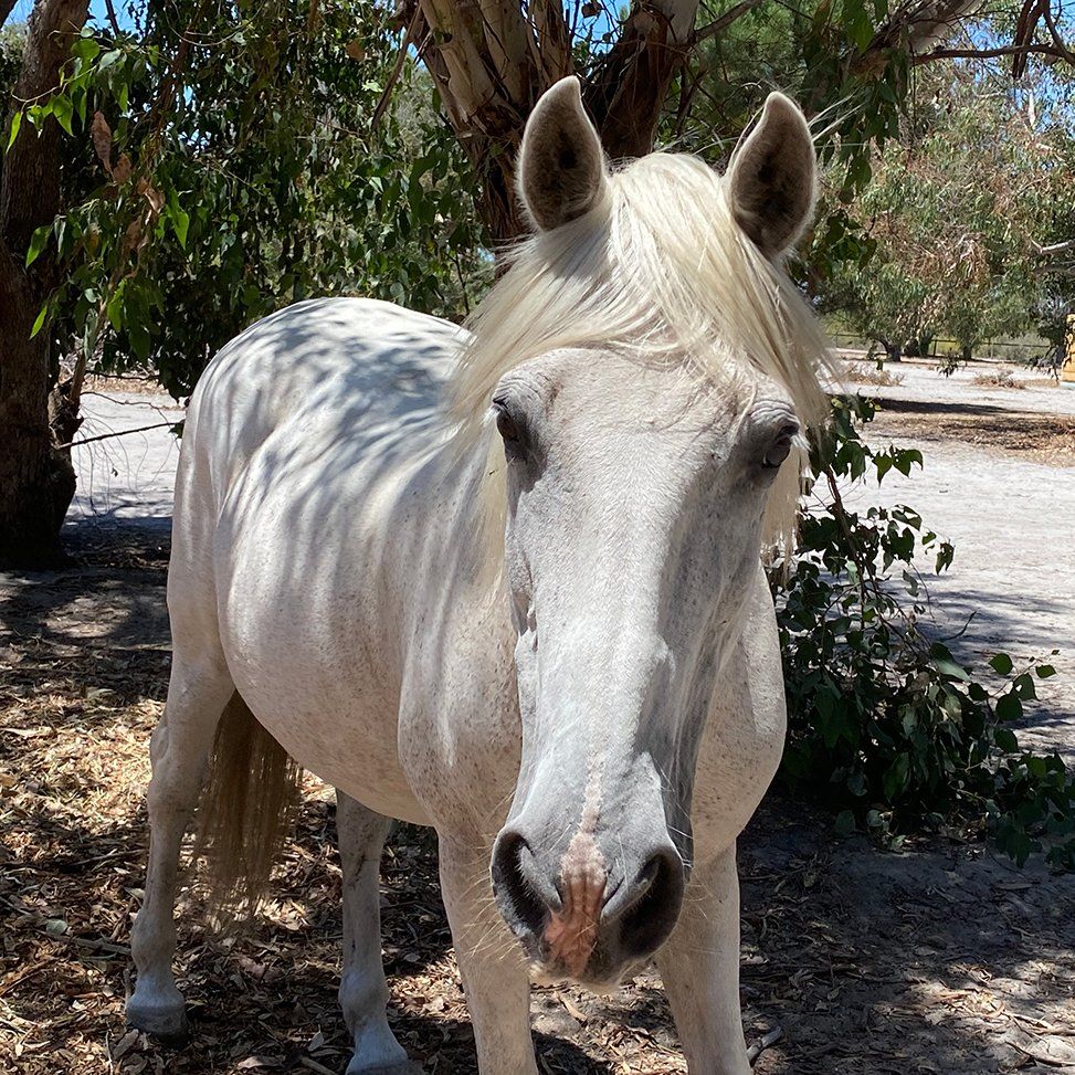 Sponsor a Horse at RDA Capricorn