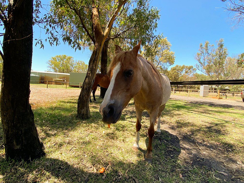 The Horses of RDA Capricorn