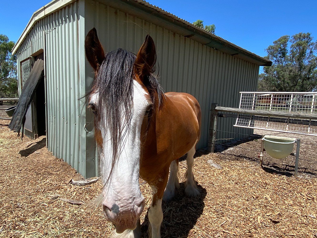 The Horses of RDA Capricorn