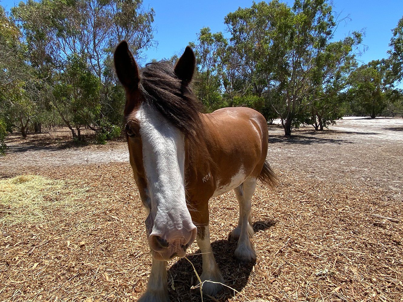 The Horses of RDA Capricorn