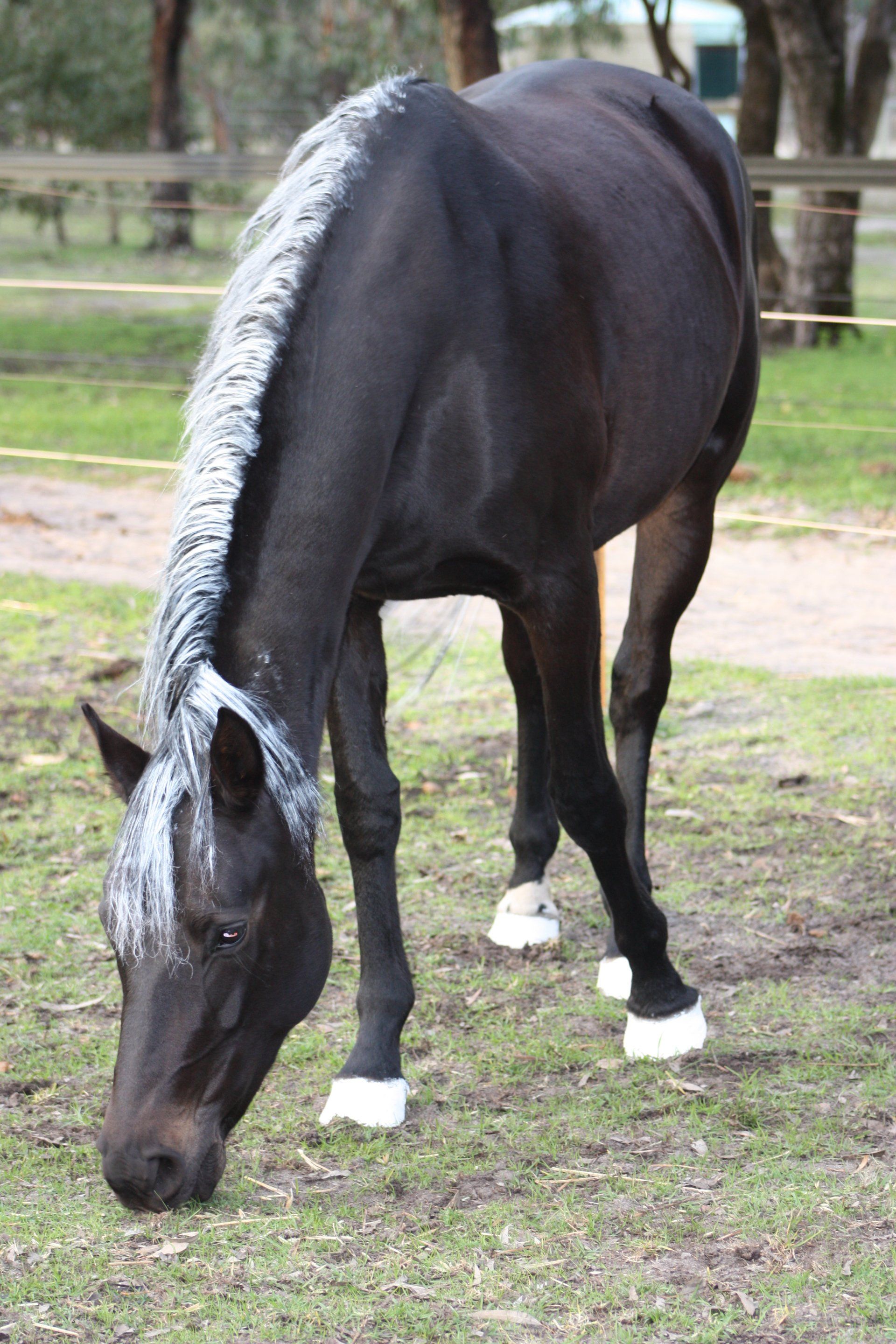 Sponsor a Horse at RDA Capricorn