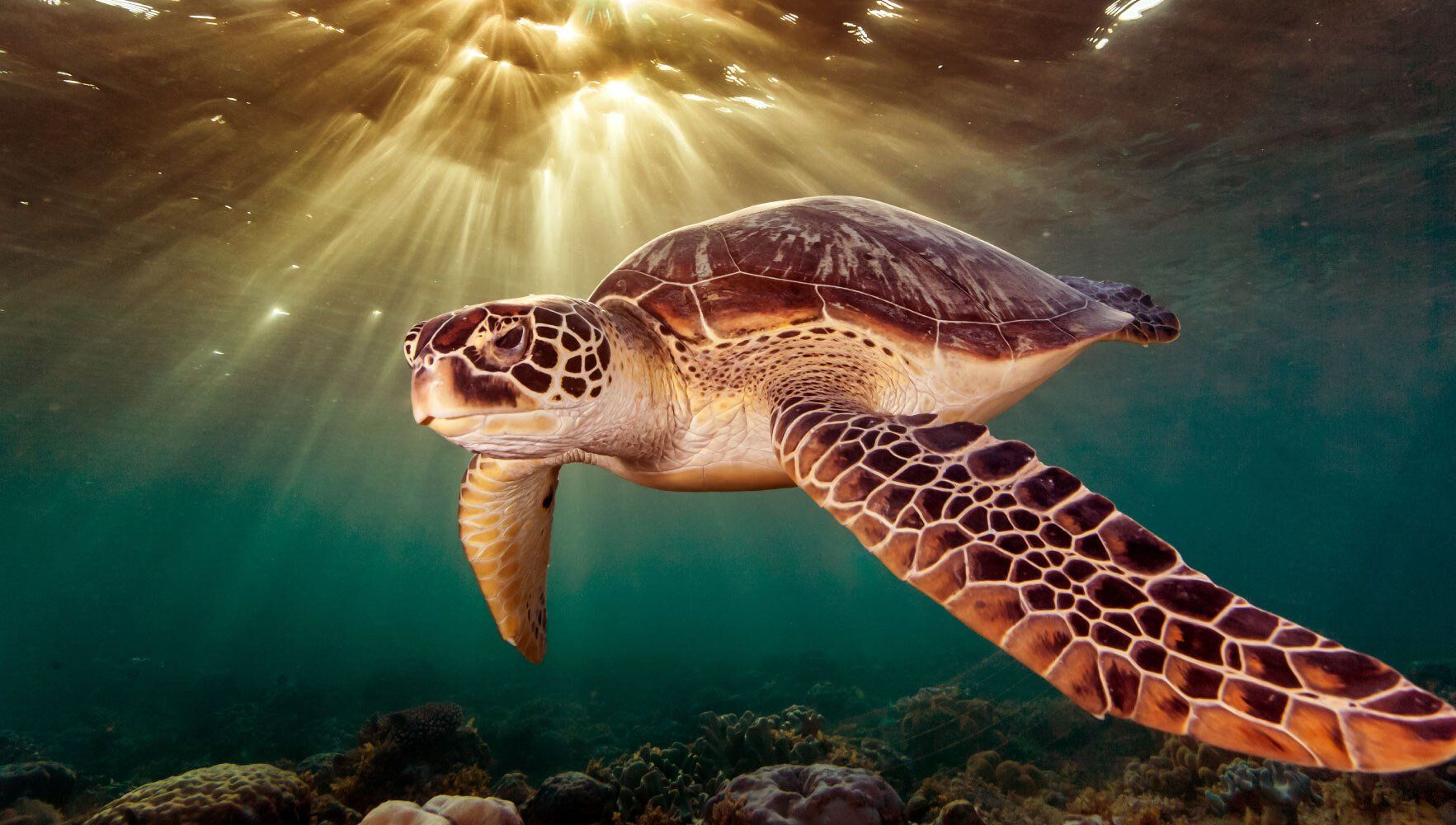 Sea Shepherd e Play Studio: A inovação como solução para causas ambientais